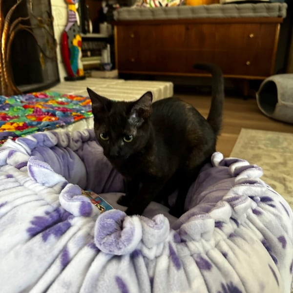 Pet Puff Quilt Bed, Patchwork Dog Mat, Cat Bubble Cushion, Pet Lover ...