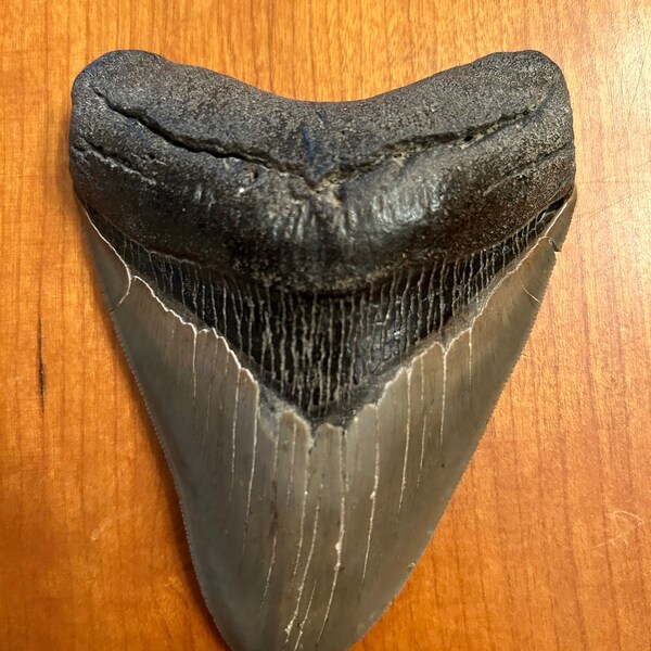 Mako Sharks Tooth Pendant BEAUTY!! Fossil Tooth Sharks Teeth Jewelry - Etsy