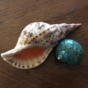 Beach Decor Seashell Stand Large and Small Display Stands | Etsy