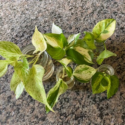 Potho Manjula High Viraigation Rare Cuttings & Established - Etsy