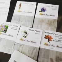 Wingstem Seeds - Etsy Canada