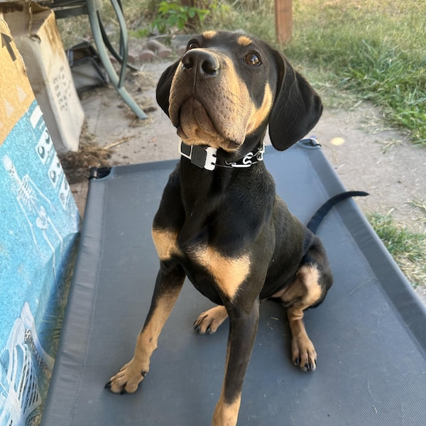 33in Chain Traffic Lead/leash Custom Powder Coated for Dogs, Biothane ...