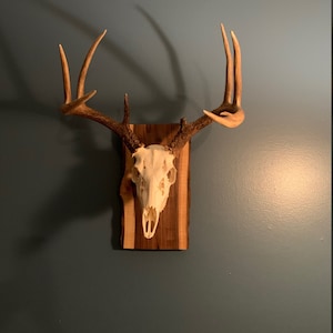 European Skull Mount Hanger 10 Pack - Etsy