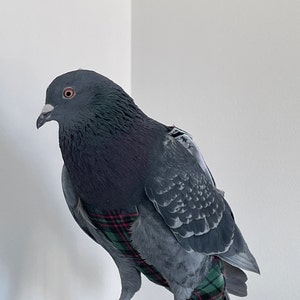 Made to Order Poo Poo Polka Dot Pigeon Pants | Etsy