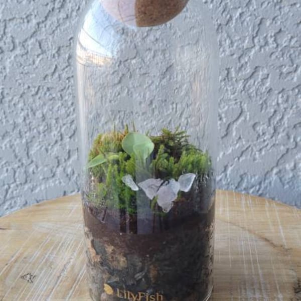 Build Your Own Terrarium Kit | Plant Gift Idea - Etsy