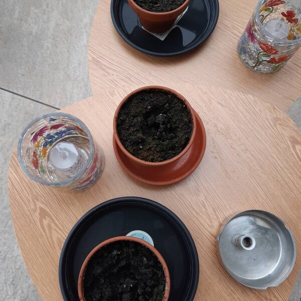 Pinus Roxburghii Chir Pine Pinus Longifolia 5 Samen - Etsy.de