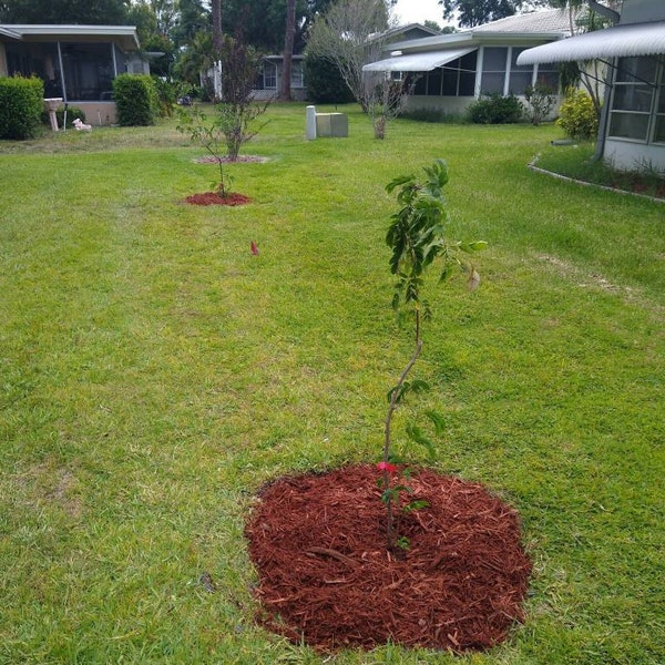 Fossil / Fossilized Arca Whole Both Halves Arca Bivalve Sea Shell ...