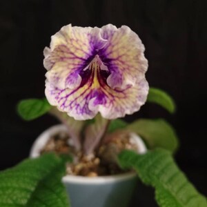 Fiona Streptocarpus Cape Primrose 2.5 Pot Live Starter Plant - Etsy
