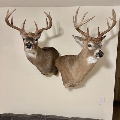 Adjustable Double Hanger for Shoulder Mounts Deer NOT Included - Etsy