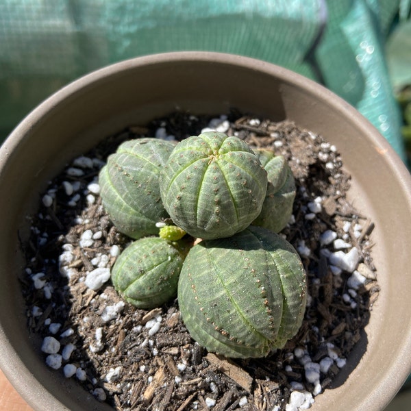 Rare Euphorbia, Euphorbia Obesa Small Cluster, Live Plant - Etsy