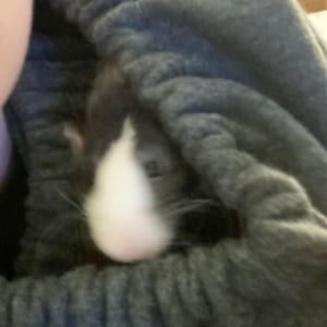 Ratoob, Dark Gray - Etsy