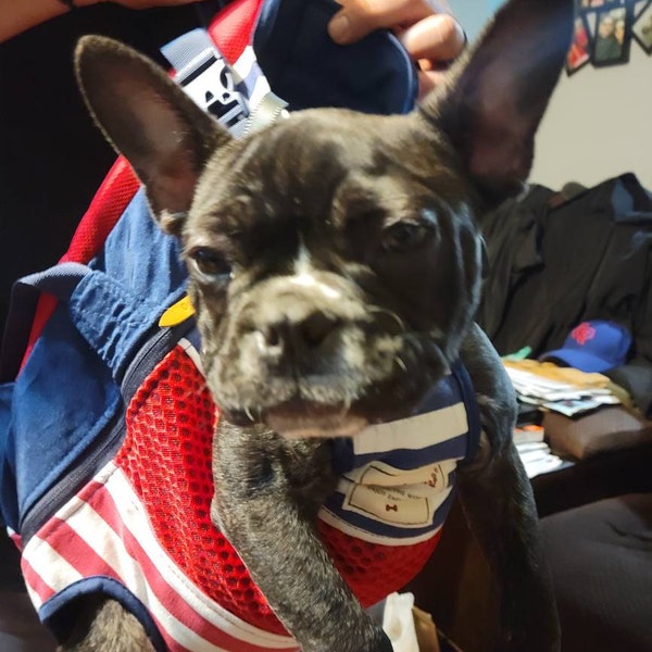 Fabulous Fido Dog Warm Sweater, French Bulldogs Winter Wool Clothes ...