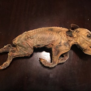 Magnificent 7 Small Preserved/Mummified Fetal Pigs | Etsy