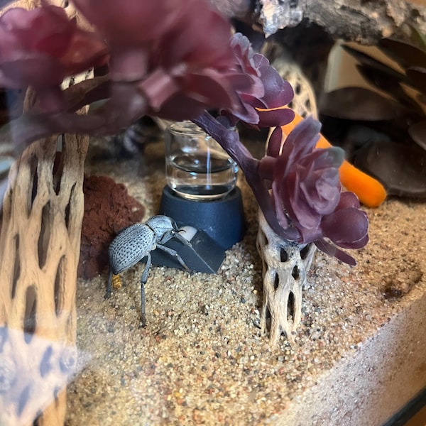 Custom Jumping Spider Enclosure From Kritter Kribs With Magnetic ...