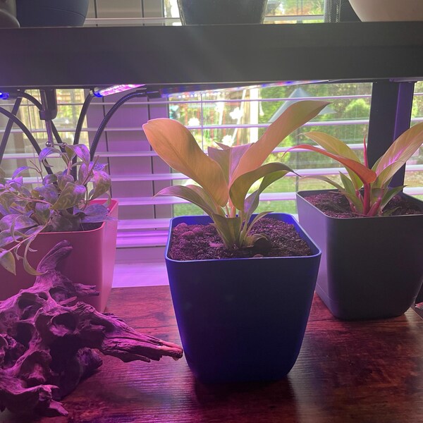 Hunter's Venom African Violet Live Plant, Young Starter in a 4" Pot ...