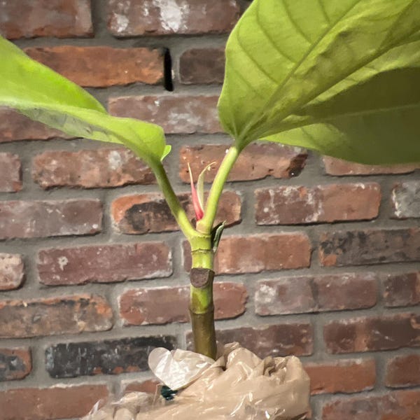 Bruce Canistel Seedling - Egg Fruit - Pouteria Campechiana - Zapote ...