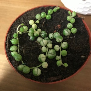 X3 / X2 Trailing Variegated Nepeta Plug Plants for Hanging - Etsy UK