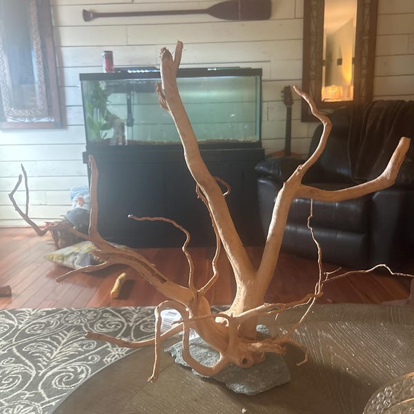 Spider Wood Aquarium Driftwood for Aquarium, Terrarium, Vivarium, and ...