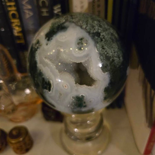 Large Ammonite Shells - Etsy