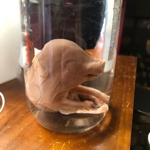 FREE SHIPPING Preserved Unborn Piglet in Jar. Wet Specimen | Etsy