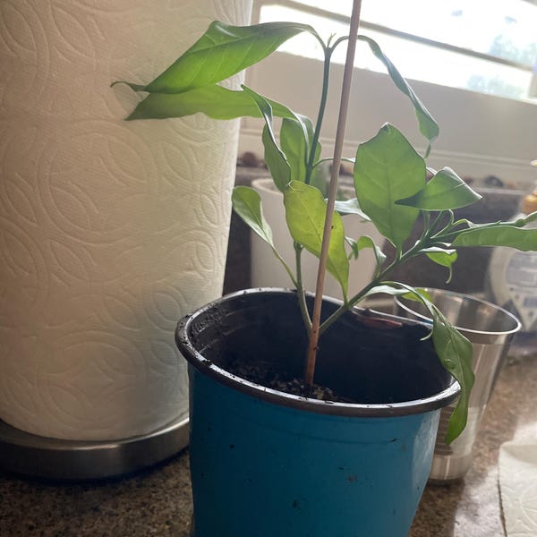 Parijatha Plant in Half-gallon Pot | Coral Jasmine | Harshringar ...