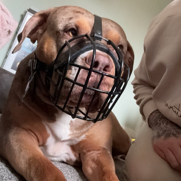 Metal Basket Muzzle for American Bully, XL Bully and Other Dogs. - Etsy