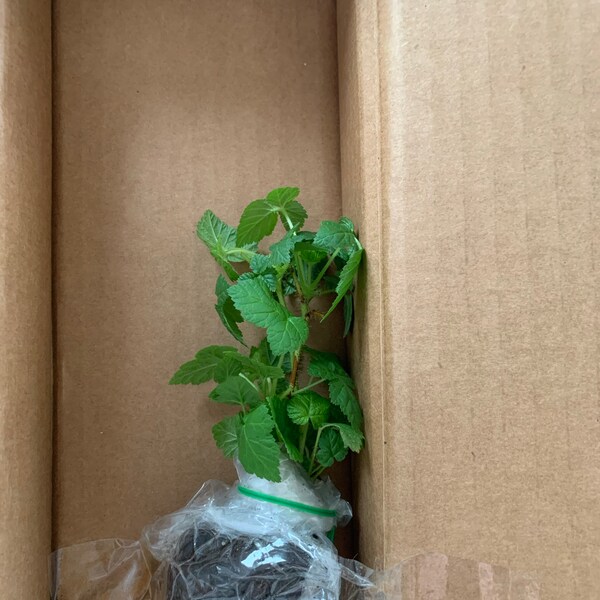 Fall Gold Raspberry Starter Plant Sweet Raspberries Yellow Berry Fruit ...