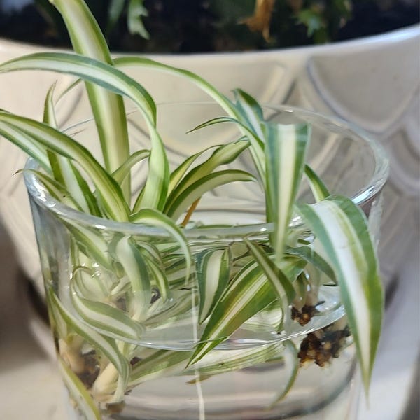 Moss Rose Plant (portulaca Grandiflora)( Ice Plant Succulent) Trailing ...