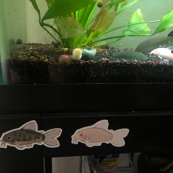 Corydoras Catfish Stickers - Etsy