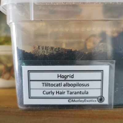 Small Terrarium Label Laminated Enclosure Label Exotic Pet - Etsy UK