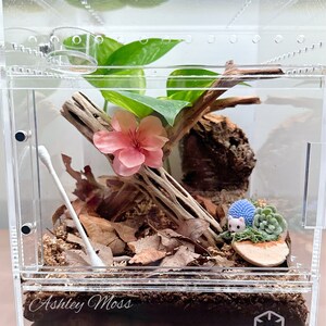 Mini Pellia coral Moss Live Plant 2 X 2 Moss - Etsy