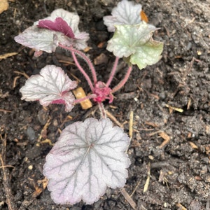 2 Live Coreopsis Verticillata 'zesty Zinger Threadleaf Coreopsis ...