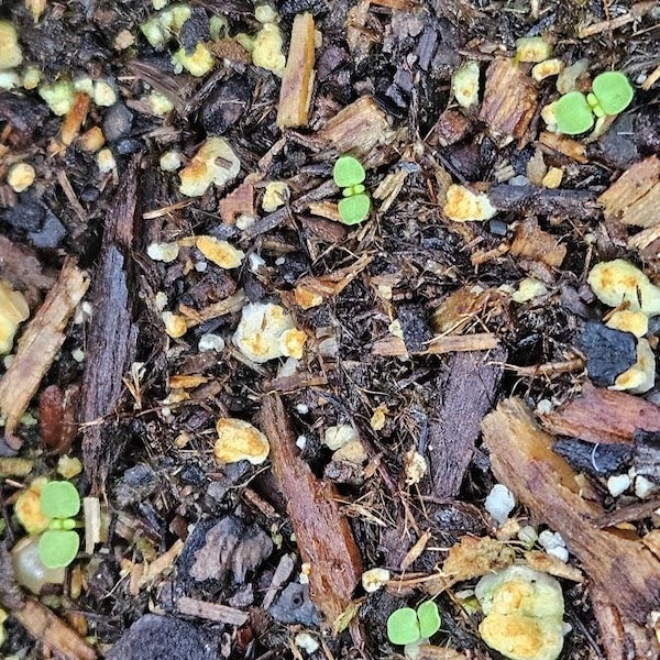 Gerbera Seeds - Gerbera Daisy Flower Seed Mix - 100 Seeds - Etsy