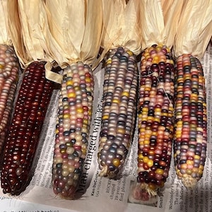 Mini Indian Corn, 5 to 6 Length, 10, 15, 30 and 40 Count, FREE SHIPPING ...