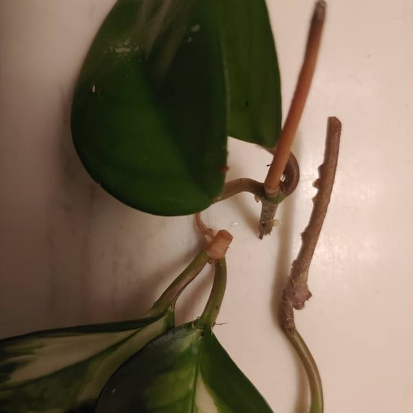 Mystery Plant Cutting Box, Mystery Cuttings, Mystery House Plants ...