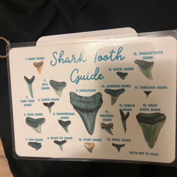 Shark Tooth Identification Guide: Waterproof Beach Reference, Shark ...