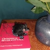 EBOOK SPANISH Goblin PDF Download Tutorial: How to Sculpt Your Own ...