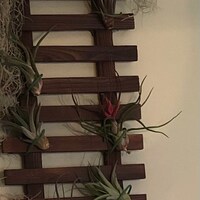 Tillandsia Aeranthos Air Plant Carnation of the Air 30 Day - Etsy