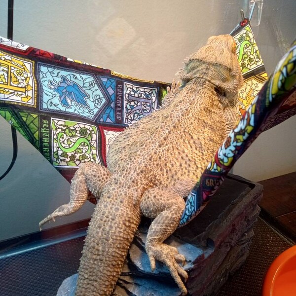 Leopard Gecko Poop Tray or "litter Box" - Etsy