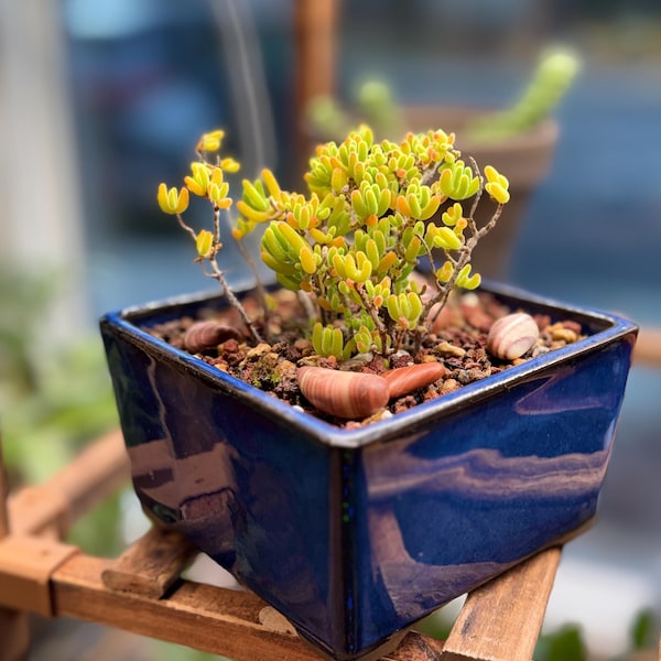 Beautiful Succulent: Dicrocaulon Ramulosum (l.bolus) Ihlenf Purple ...