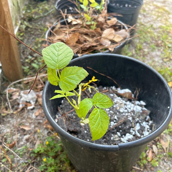 Fall Gold Raspberry Starter Plant Sweet Raspberries Yellow Berry Fruit ...