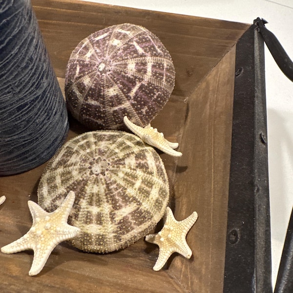 Conch SHELL Nautical Beach Decor NIGHTLIGHT LAMP - Etsy