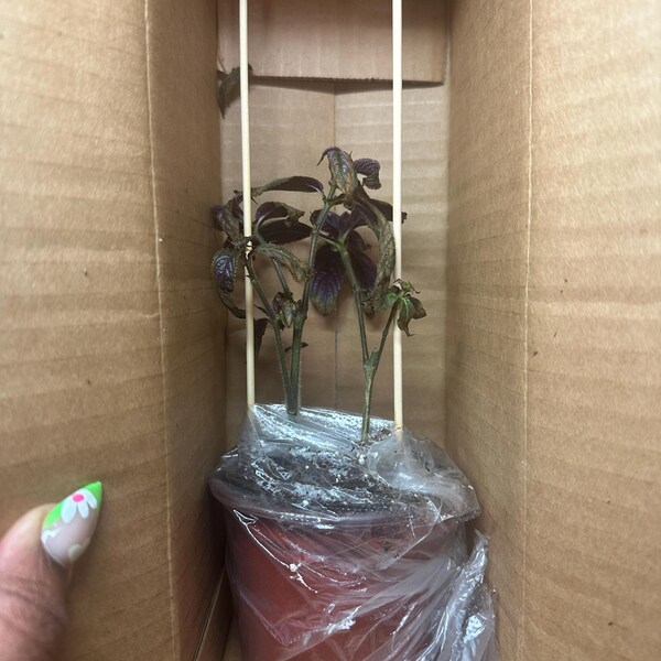 Ash Gourd Plant in 4 Inch Pot, Live Long Winter Melon Plants Potted ...