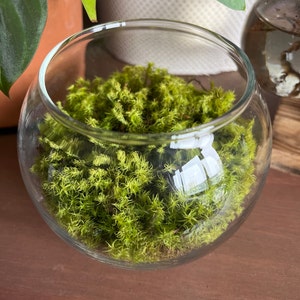 Star Moss Tortula Ruralis | Etsy