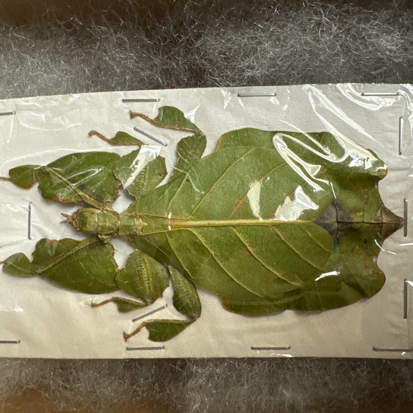 Real Leaf Insect Phyllium Pulchrifolium A1 Quality SPREAD Walking Leaf ...