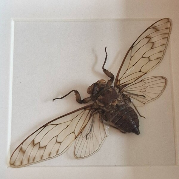 Pack of Two Jewel Beetles Metaxymorpha Apicalis for All Your Taxidery ...