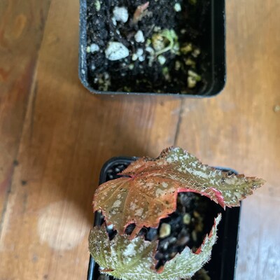 Callisia Repens gold Form Creeping Inch Plant/turtle Vine 2 Starter ...