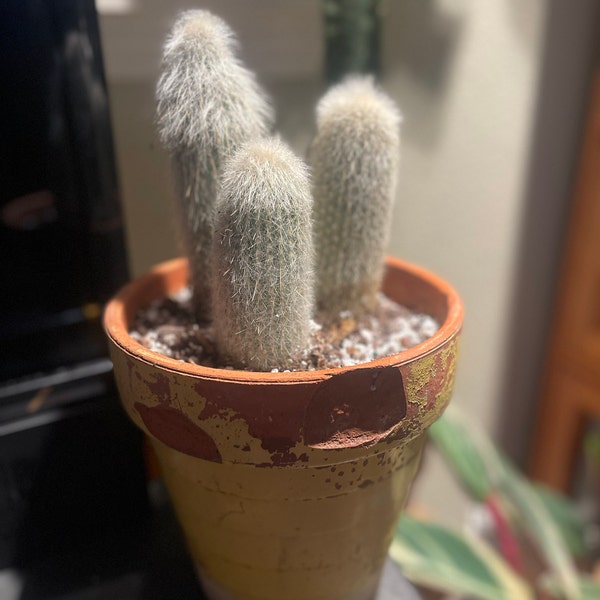 Silver Torch Cactus | Cleistocactus Strausii | Remarkable Premium ...