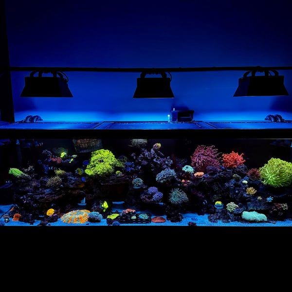 Frag Rack for Easy Propagation of Coral - Etsy