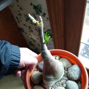 Encephalartos lehmannii in bandpot with 3 leaves RARE BLUE | Etsy